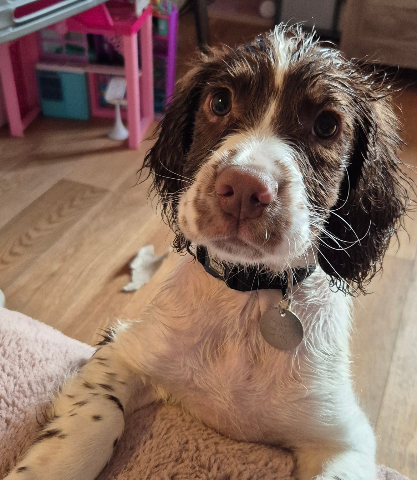 What it’s really like being a puppy socialiser. - TVP Careers